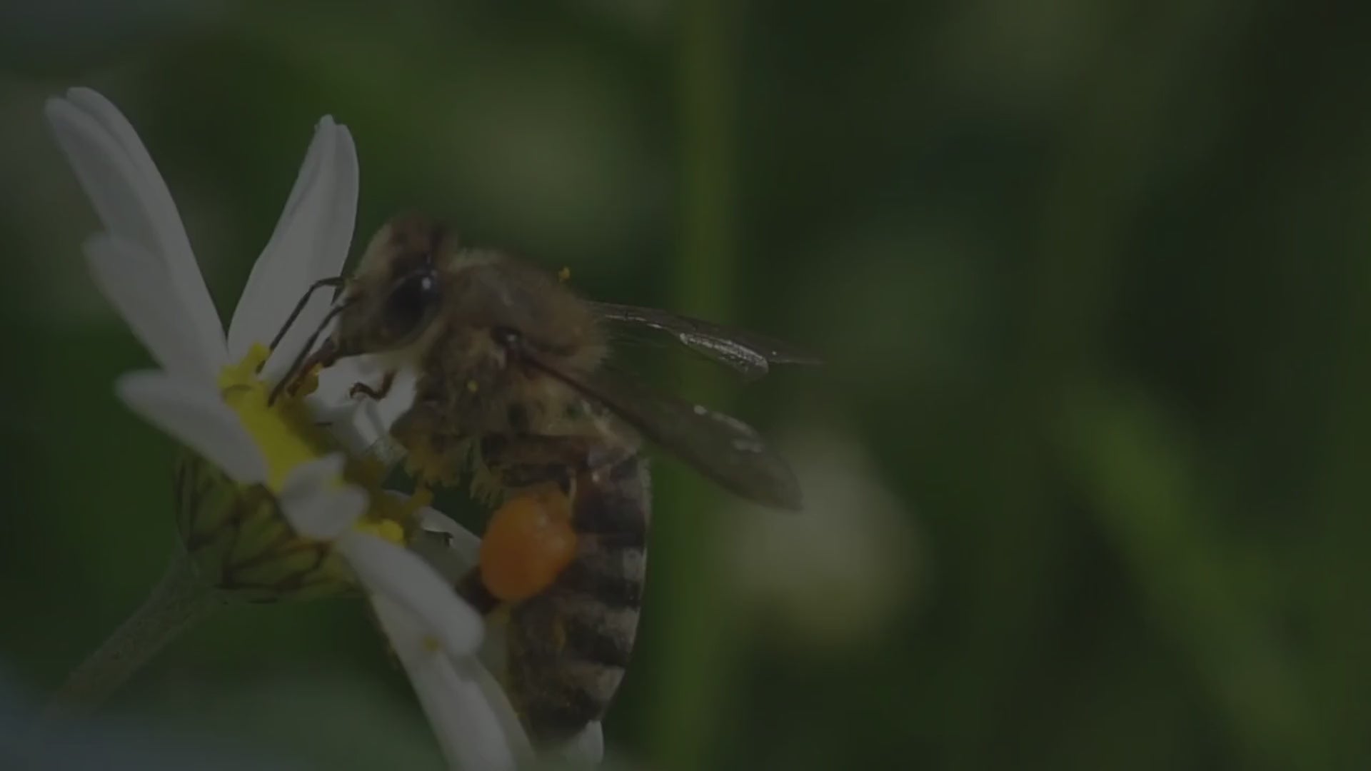 Apis Biologix BIO-ACTIVATOR 50lbs – BeeKind Honey Bees Inc.