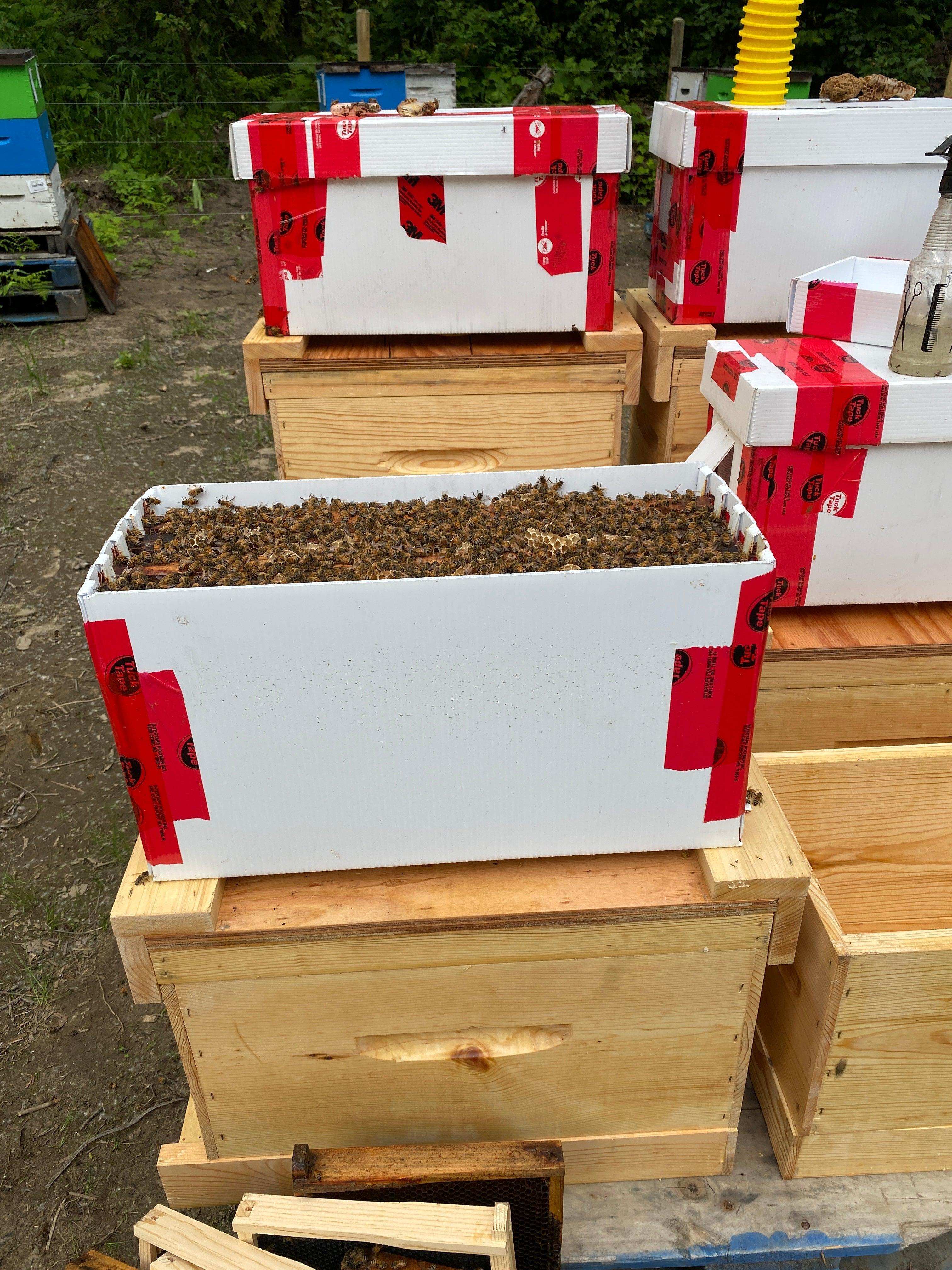 Honey Bee Four Frame Deep Nucleus Colony – BeeKind Honey Bees Inc.